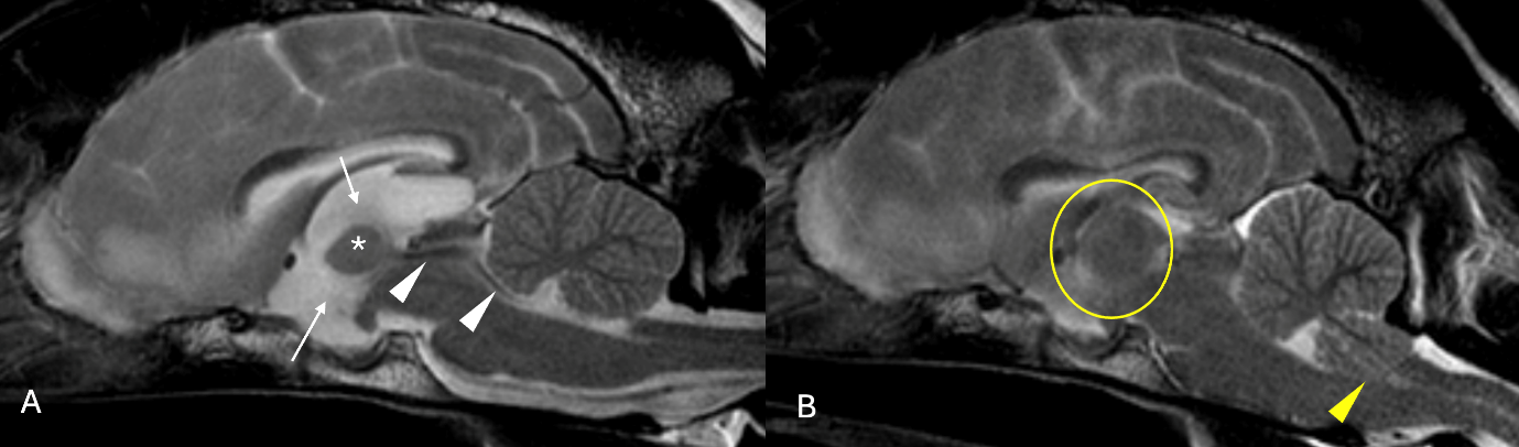 Cerebrospinal Fluid (CSF) Collection in Dogs: To Tap or Not to Tap ...